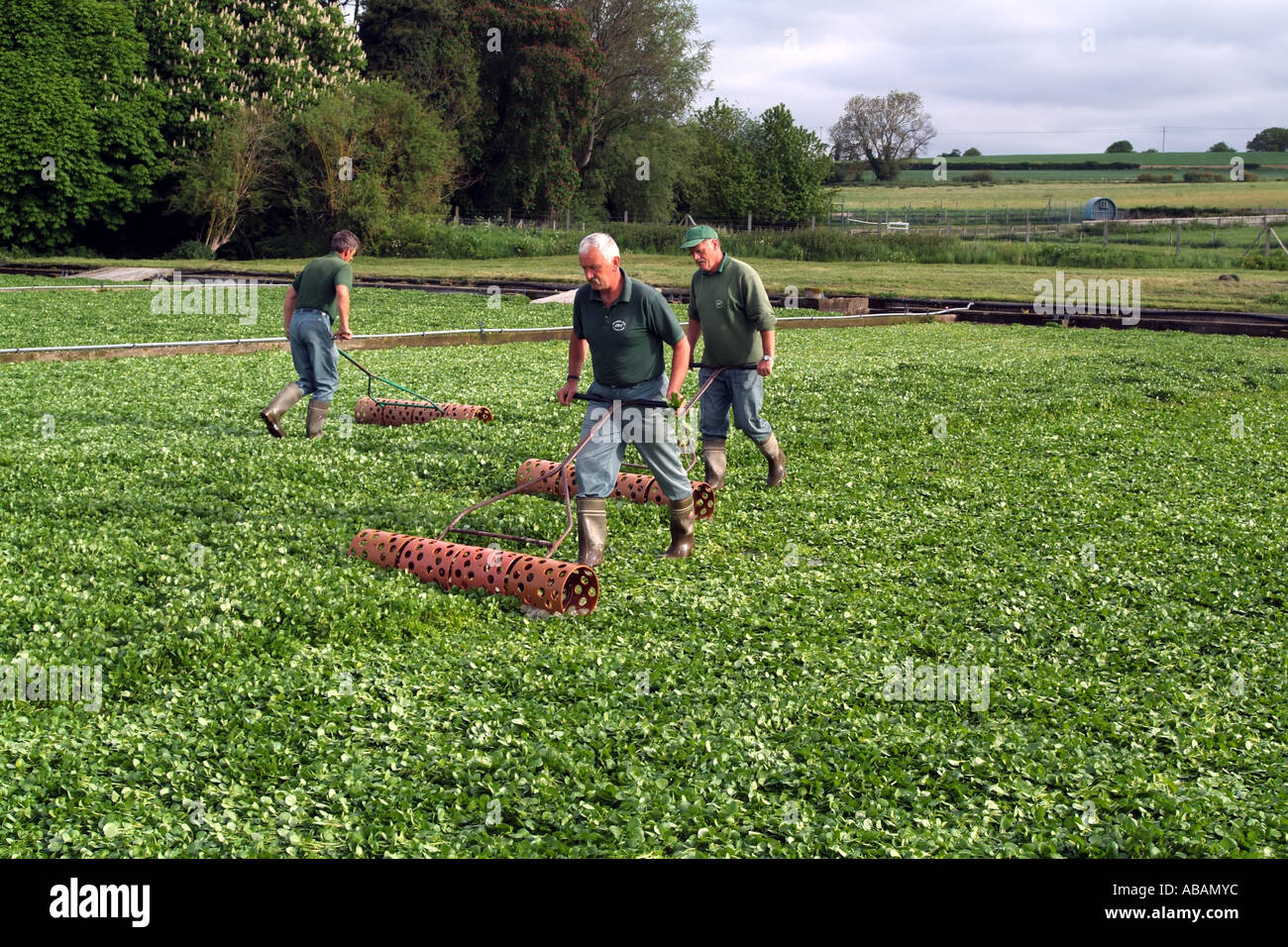 Watercress production farming. Rolling a field of cress a day before ...