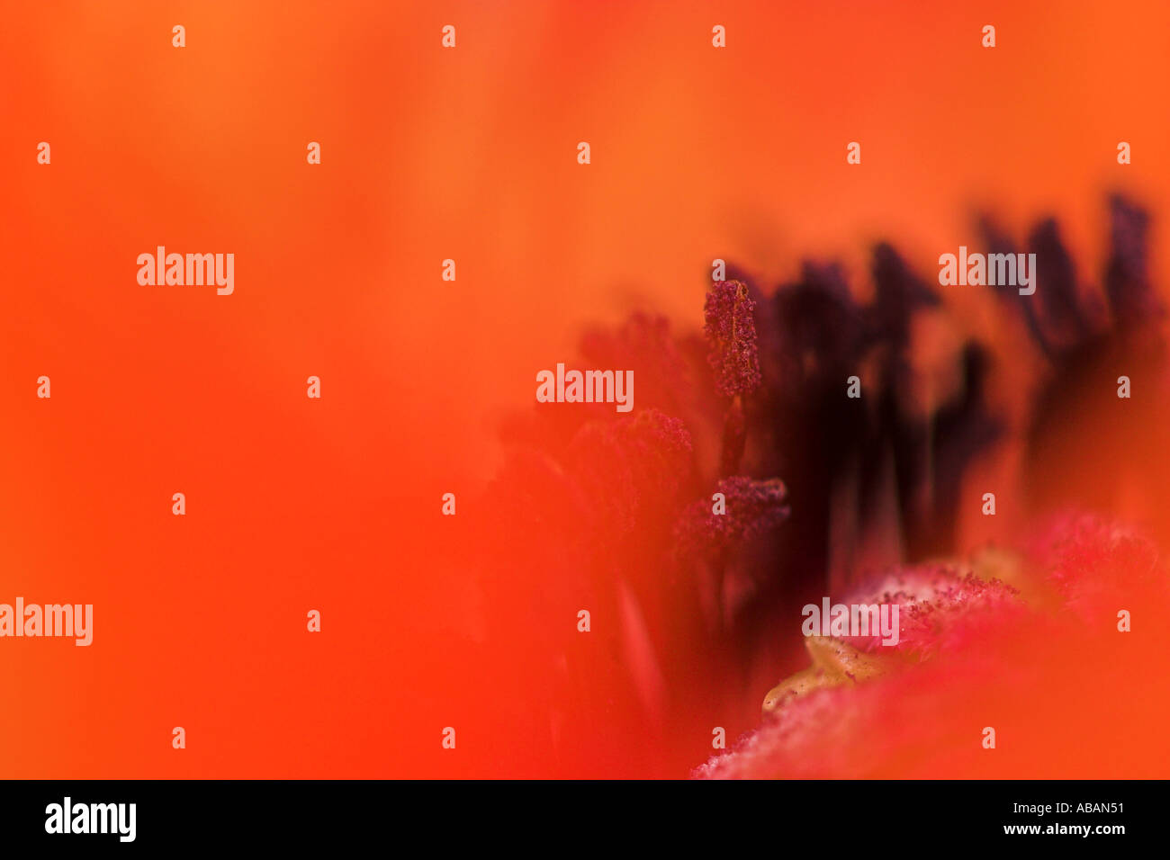 Artistic creative abstract image of a poppy Stock Photo - Alamy