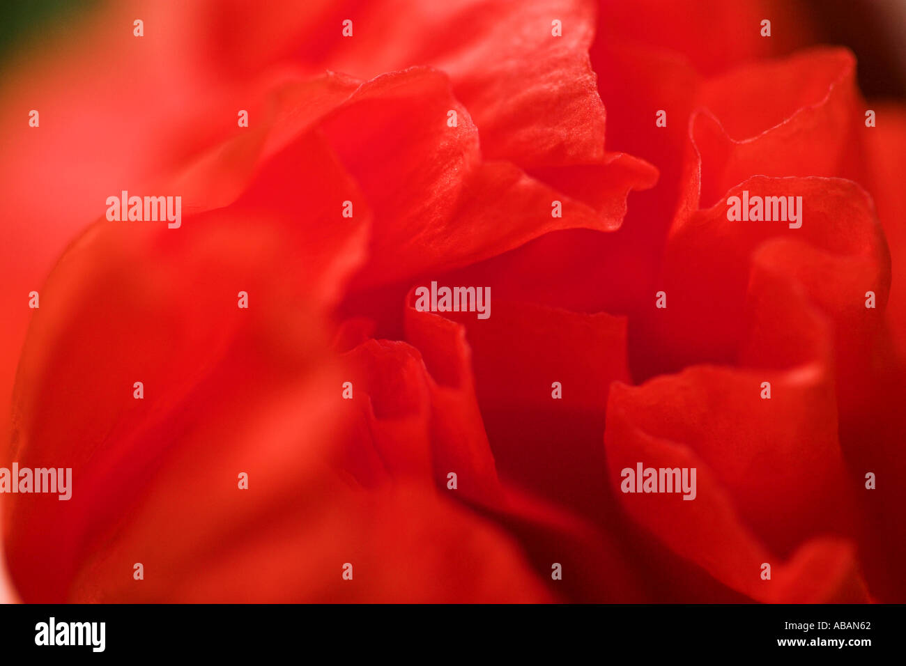 Artistic creative abstract image of a poppy Stock Photo - Alamy