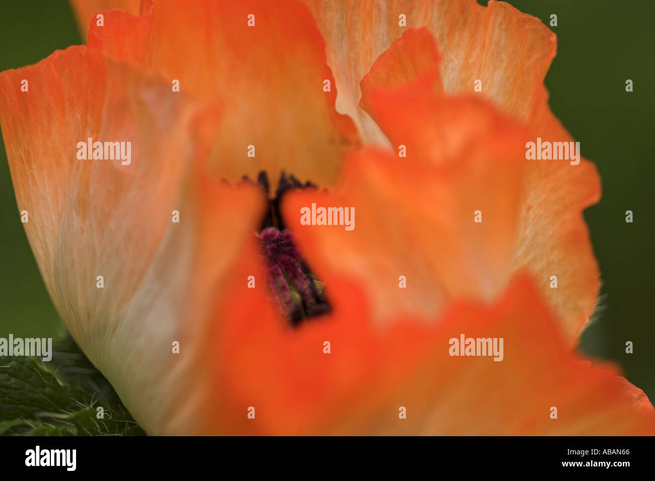 Artistic creative abstract image of a poppy Stock Photo - Alamy