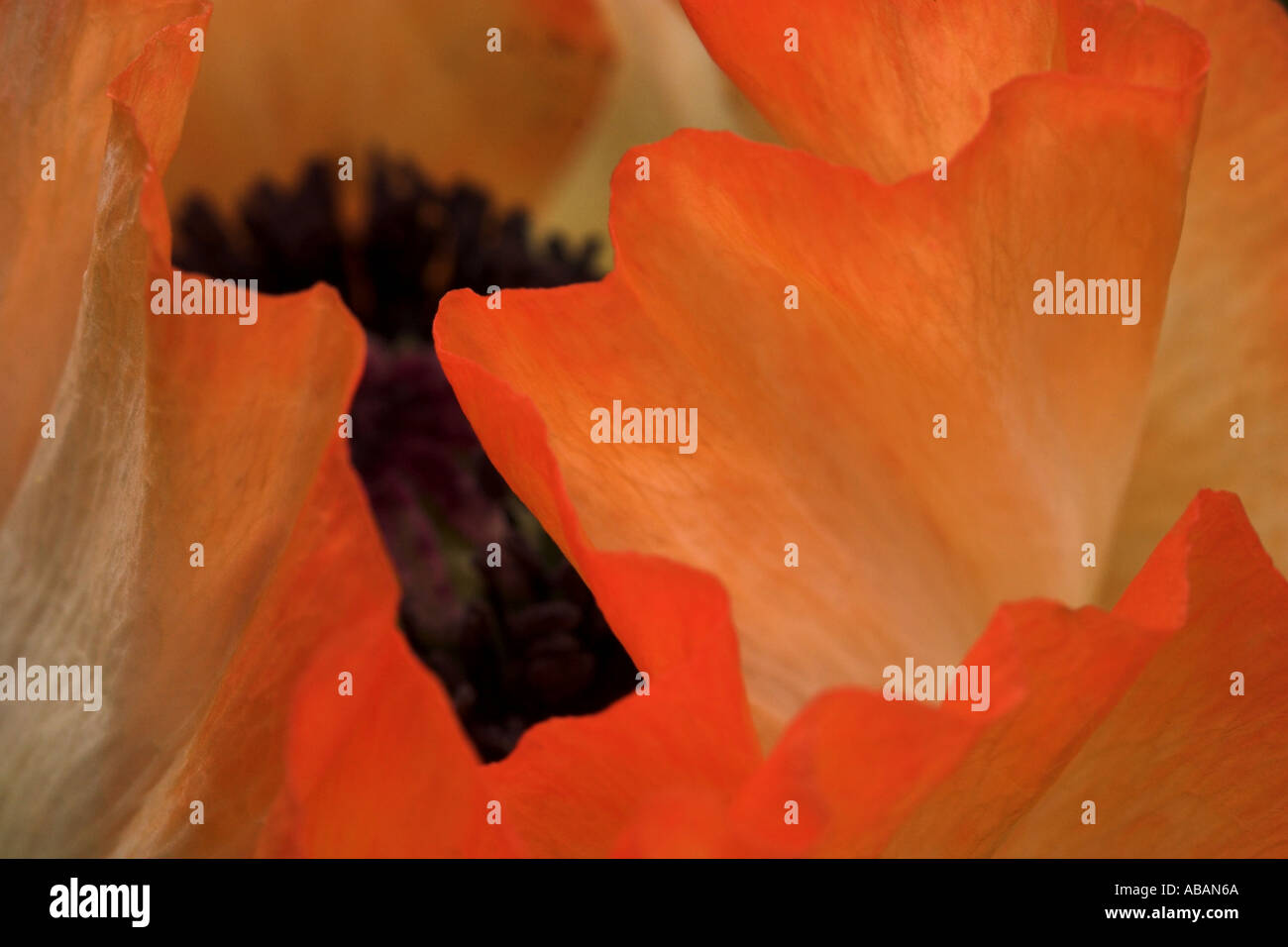 Frilly pink poppy petals hi-res stock photography and images - Alamy