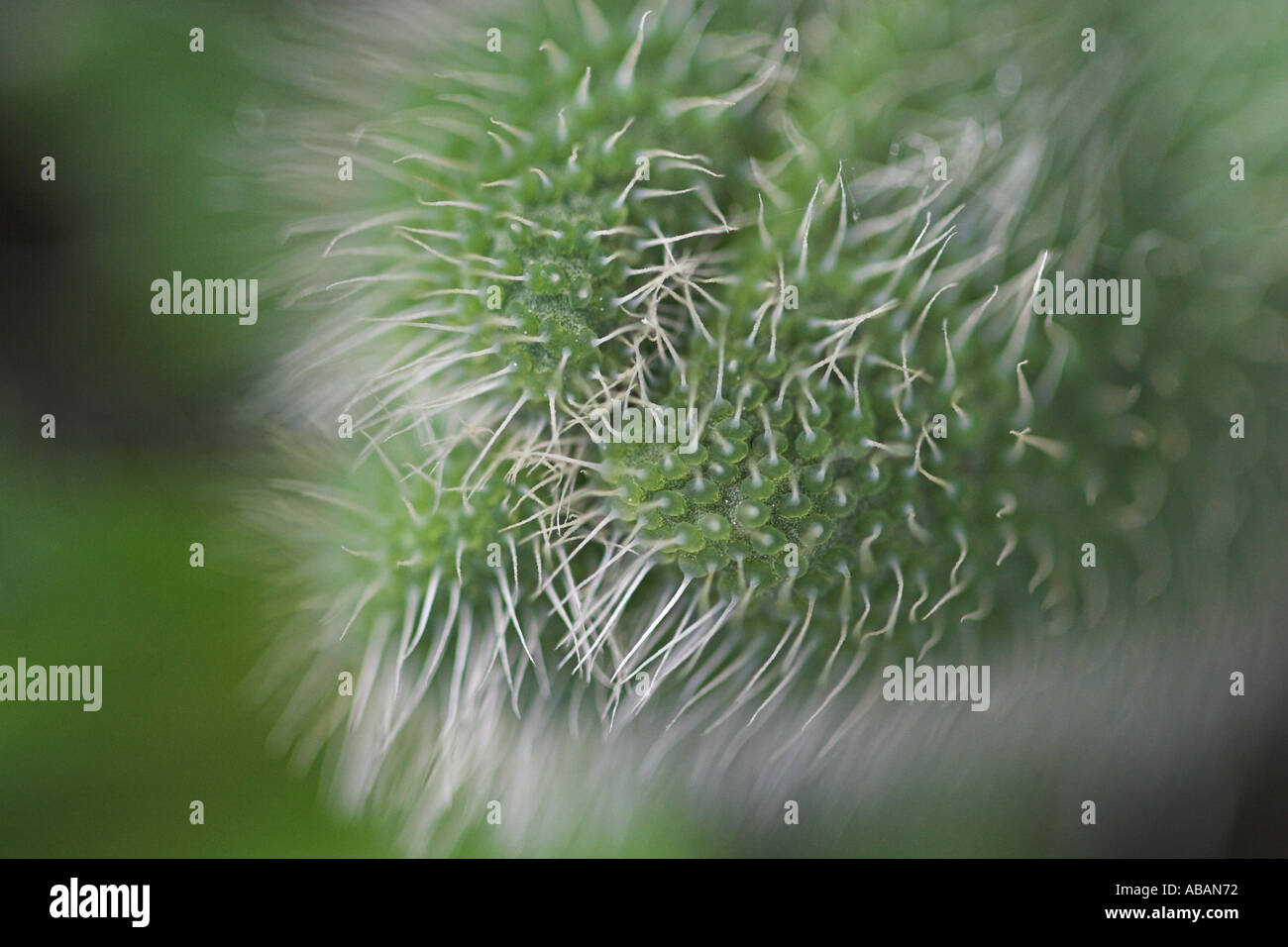 Unusual seed pods hi-res stock photography and images - Alamy
