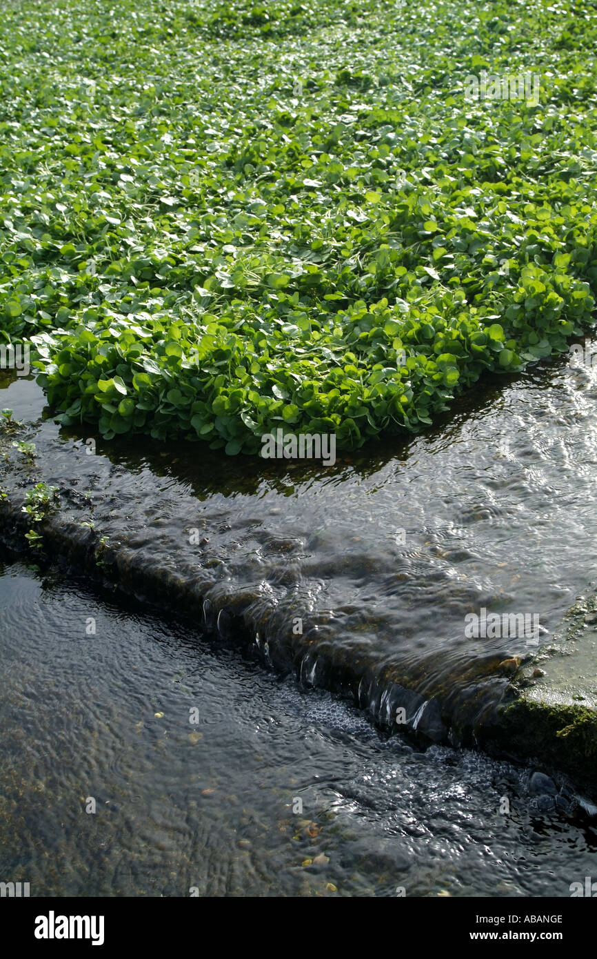 Watercress growing on gravel with water flowing from a spring near ...