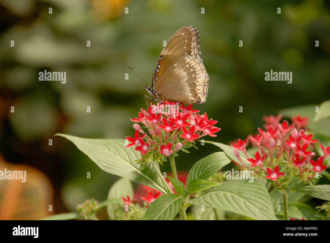 Butterfly lands on a plant hi-res stock photography and images - Alamy