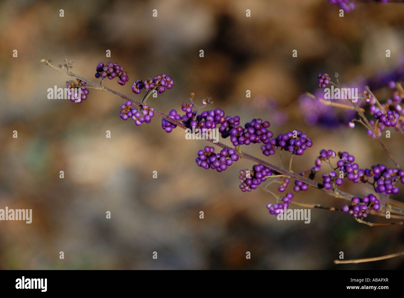 Purple seeds on a branch Stock Photo - Alamy