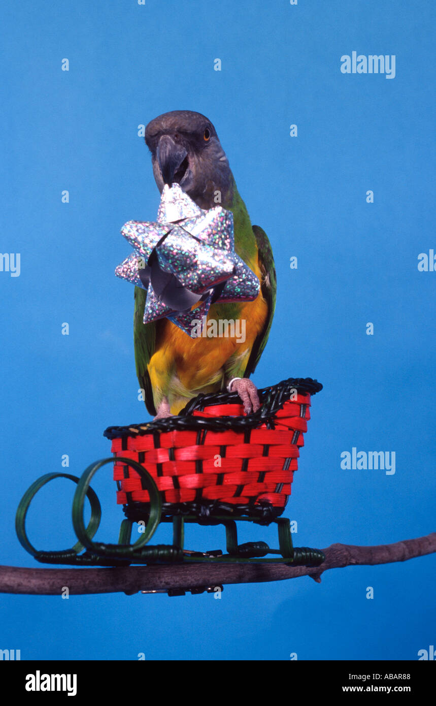 Parrot santa claus hi-res stock photography and images - Alamy