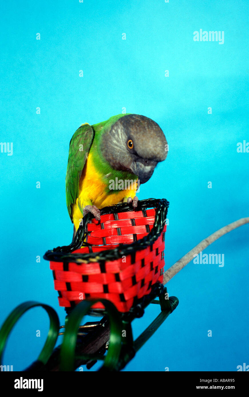 Parrot santa claus hi-res stock photography and images - Alamy