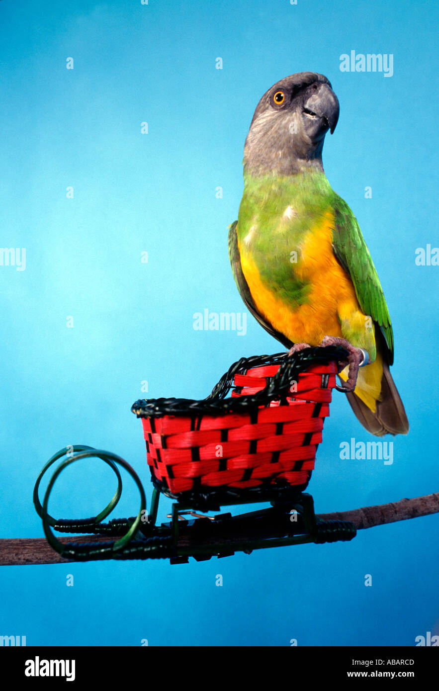 Parrot santa claus hi-res stock photography and images - Alamy