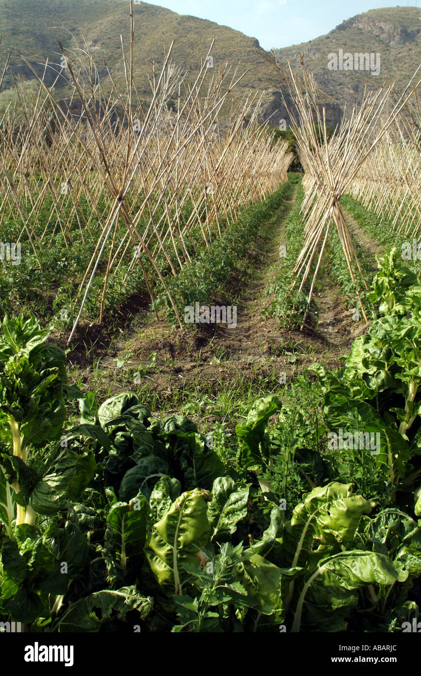 Tomato plants growing southern Spain Europe EU. Smallholding below the ...