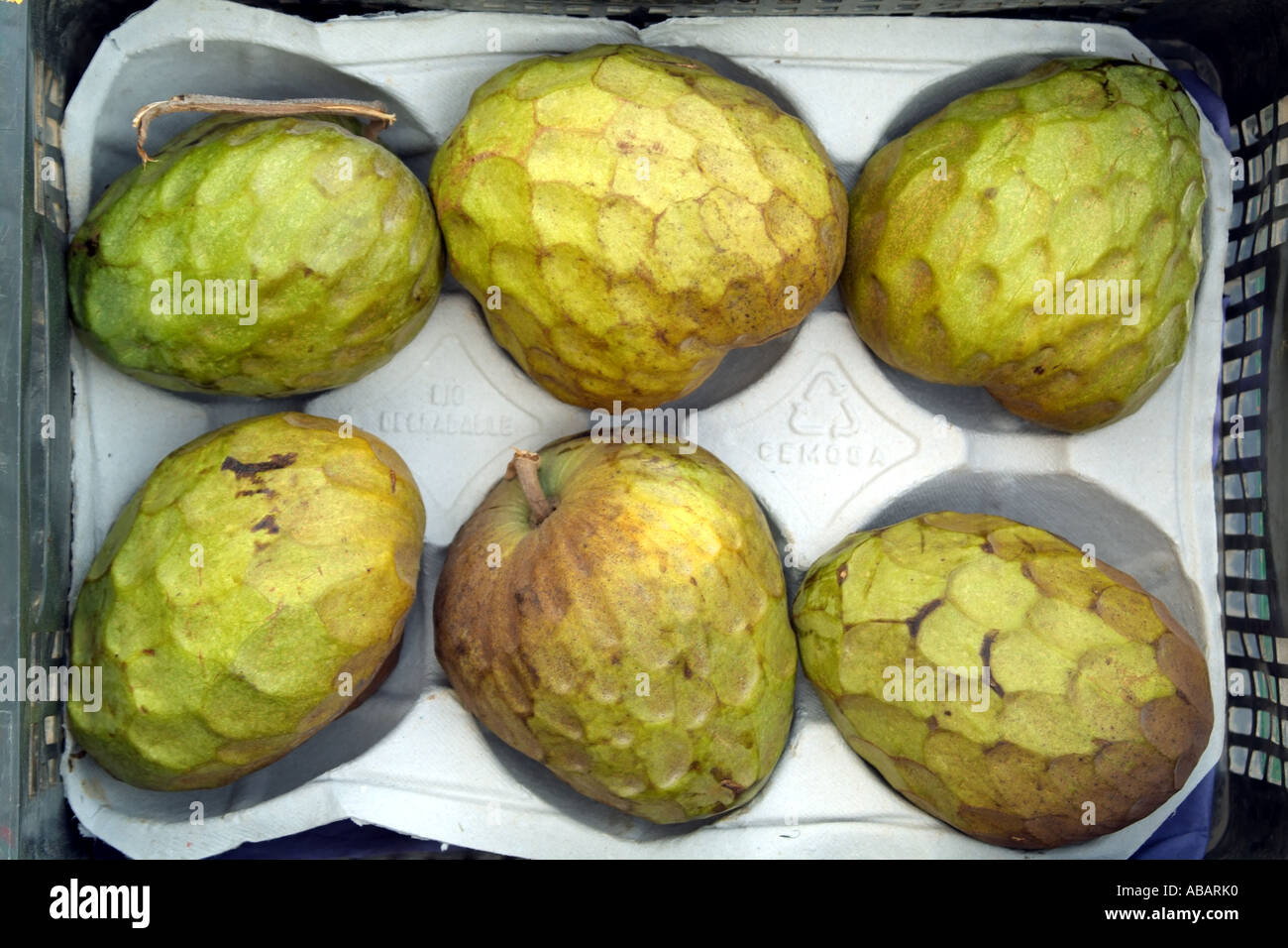 Custard Apples. Annona Reticulata also known as bulls heart or bullocks ...