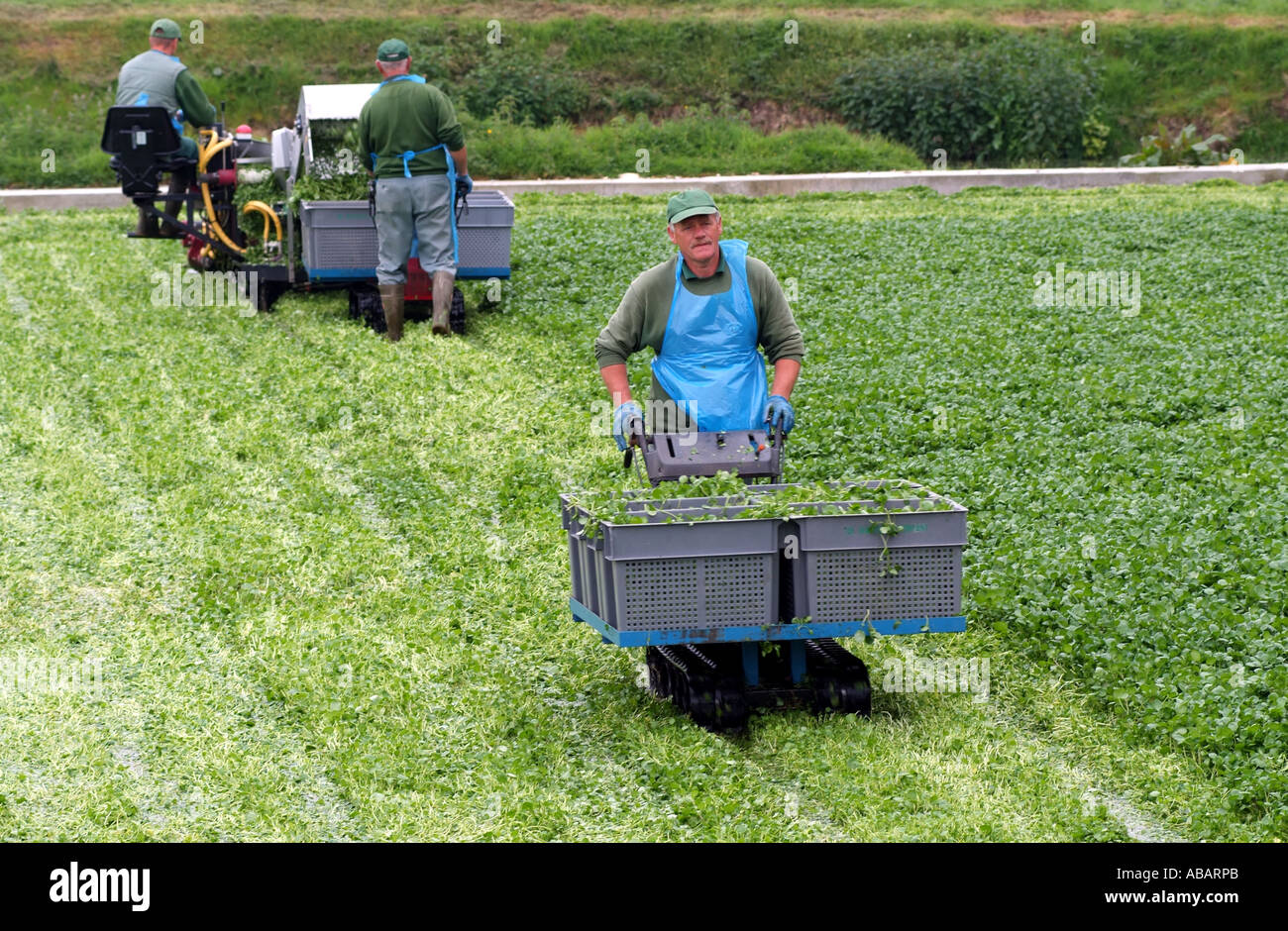 Watercress field england hampshire hi-res stock photography and images ...