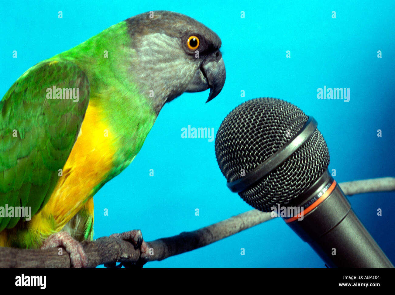 The Parrot Speaks Stock Photo - Alamy