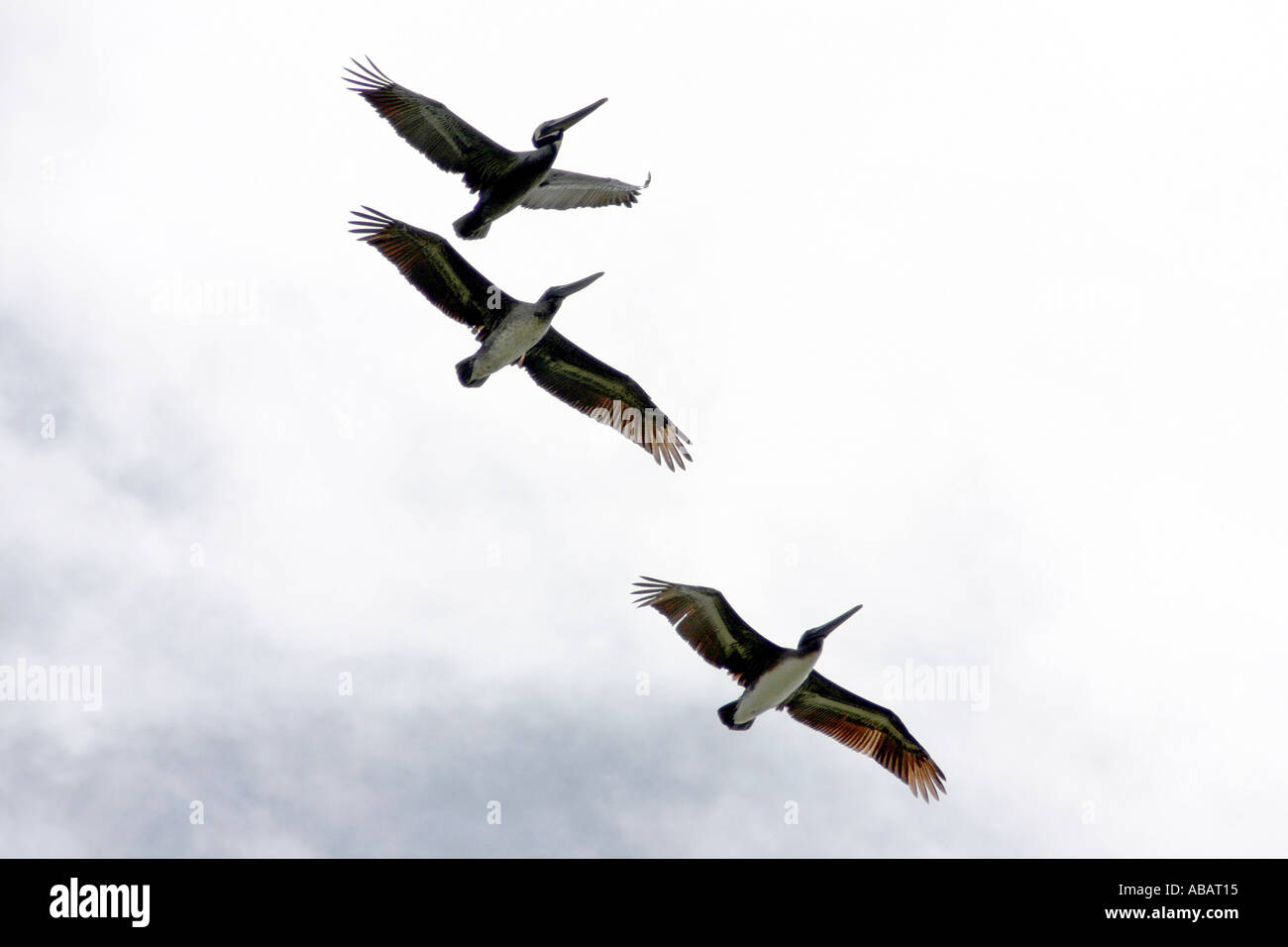 Movement of birds hi-res stock photography and images - Alamy