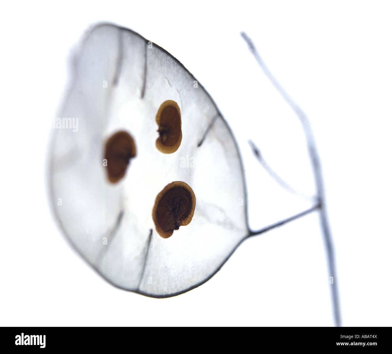 Head flower Cut Out Stock Images & Pictures - Alamy