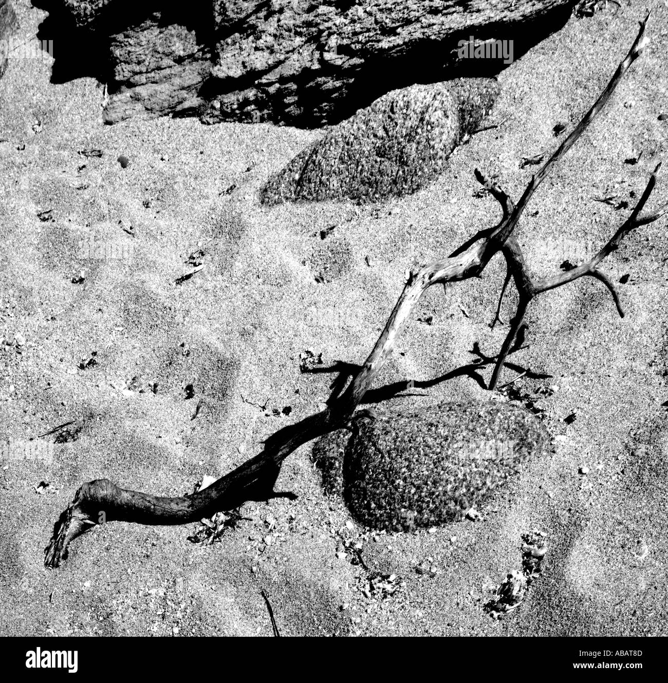 broken branch on rocky sandy beach Stock Photo - Alamy