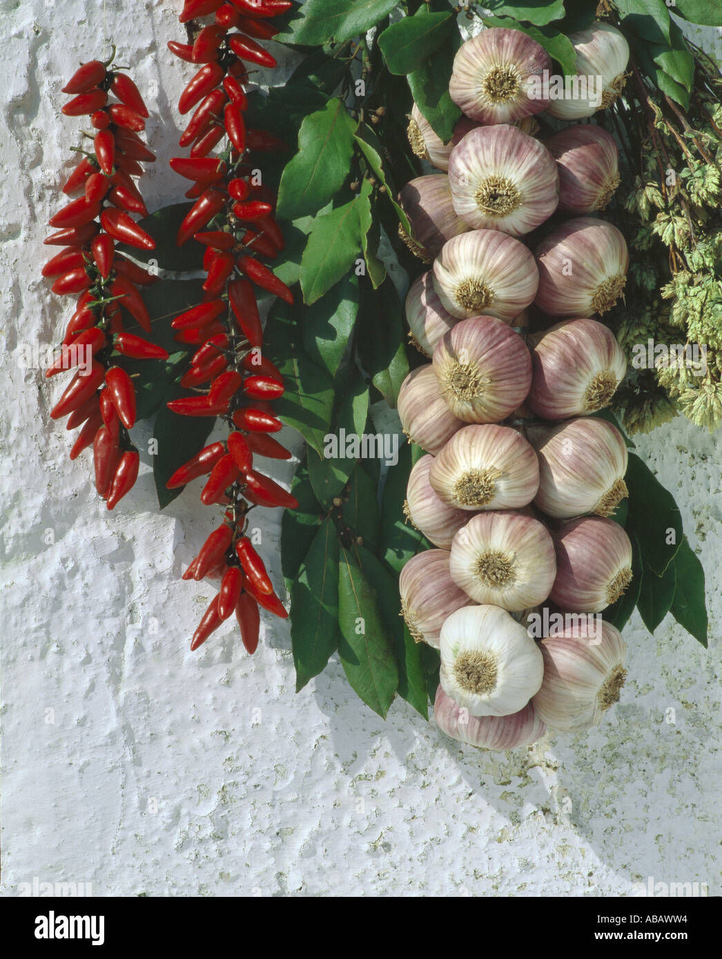Green chillies drying hi-res stock photography and images - Alamy
