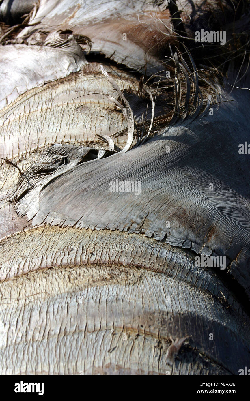 Tree rind hi-res stock photography and images - Alamy