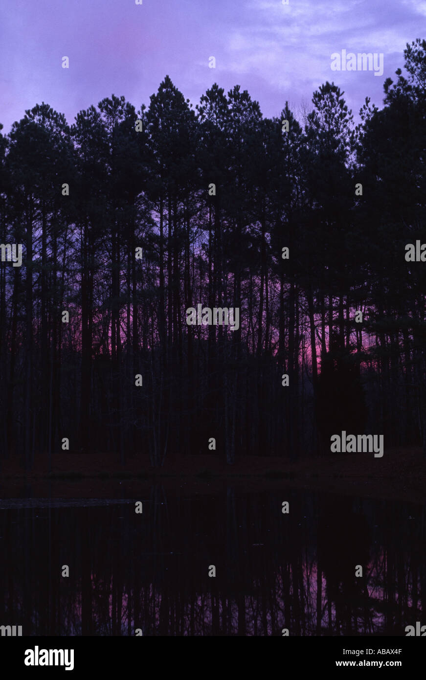 Virginia pines hi-res stock photography and images - Alamy