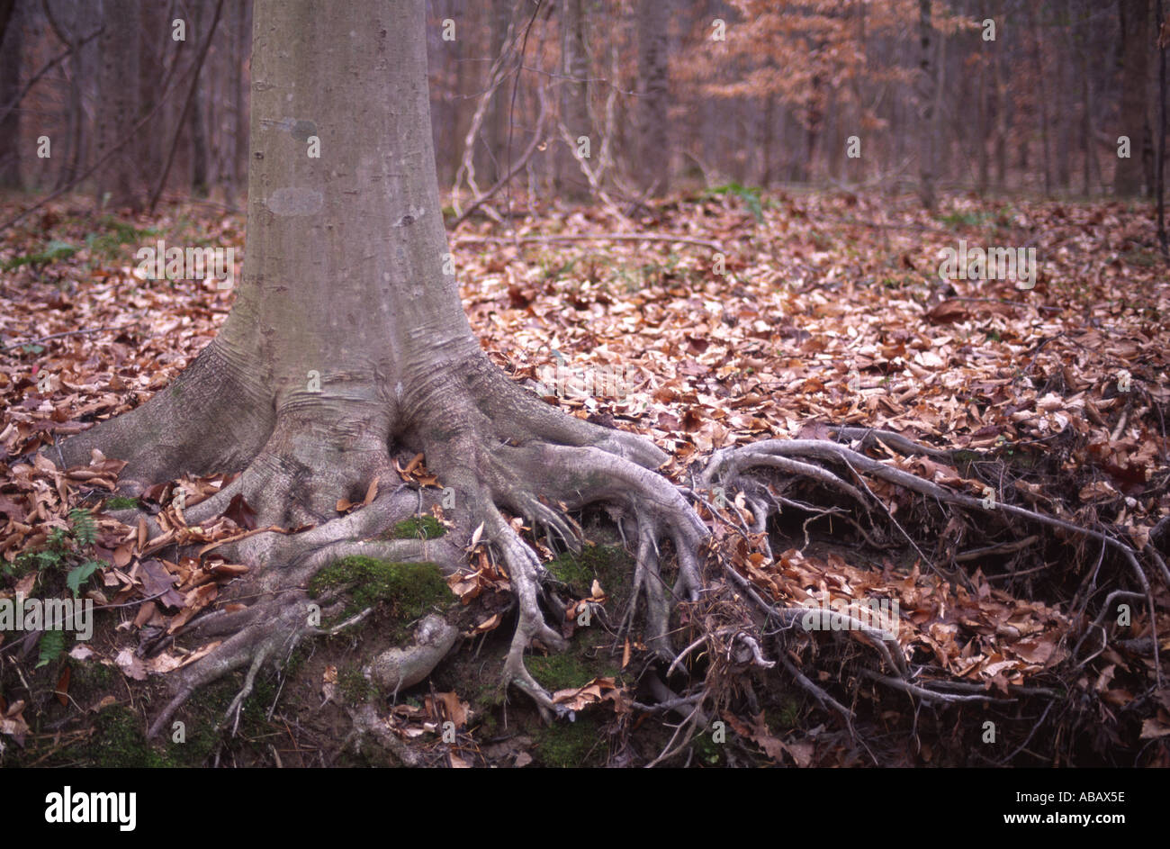 Extensive root system hi-res stock photography and images - Alamy
