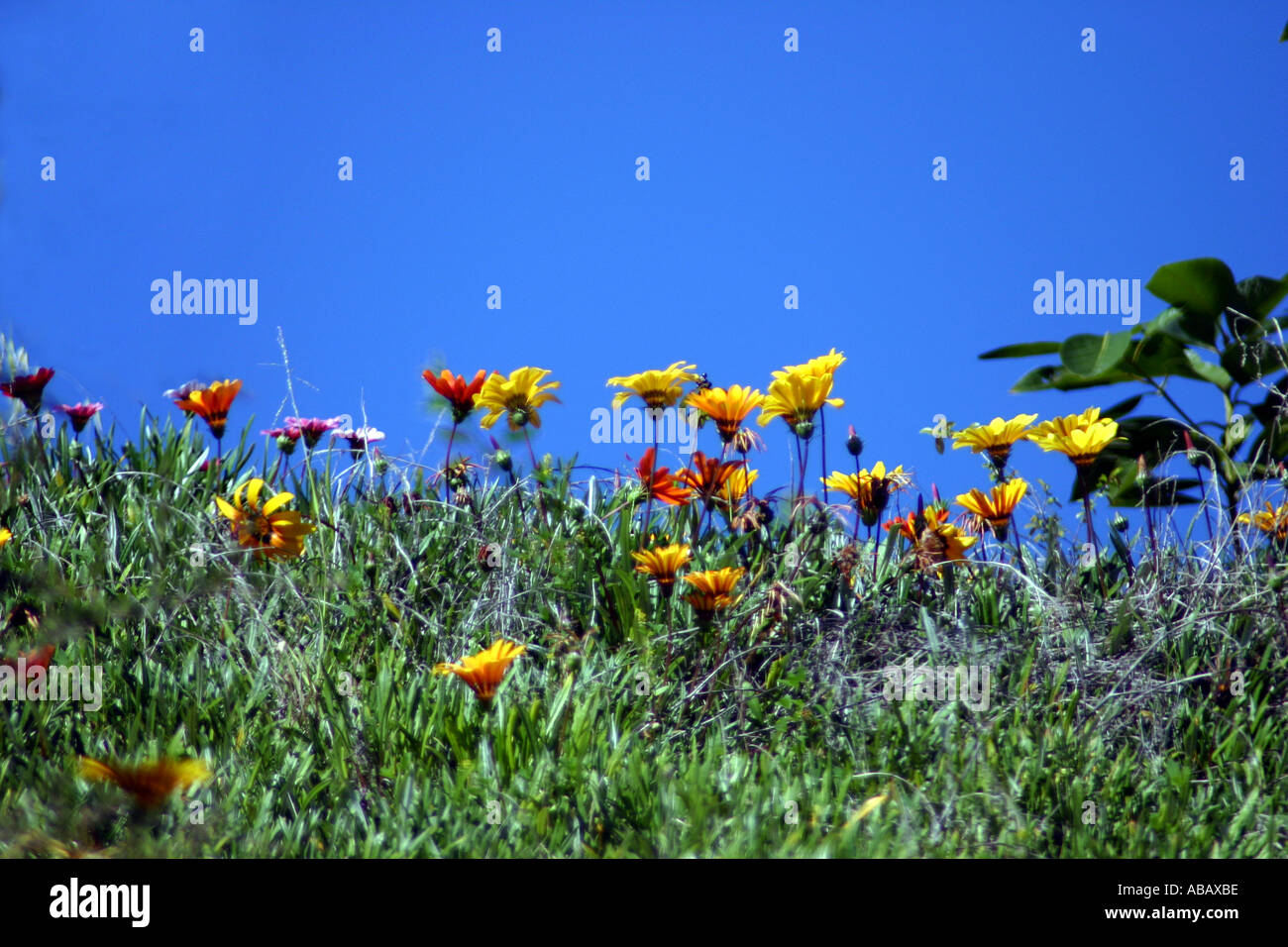 Los angeles horizon hi-res stock photography and images - Alamy