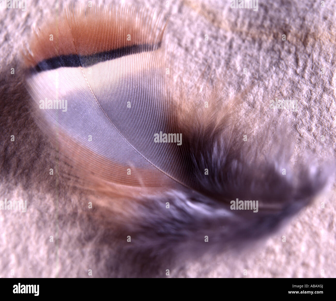 French/Red legged partridge feather Stock Photo - Alamy