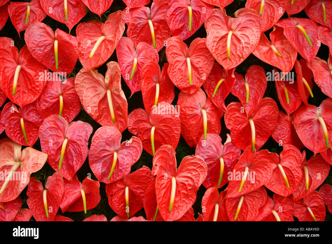 Tournament of Roses the 116th Rose Parade 91st Rose Bowl Game Stock ...
