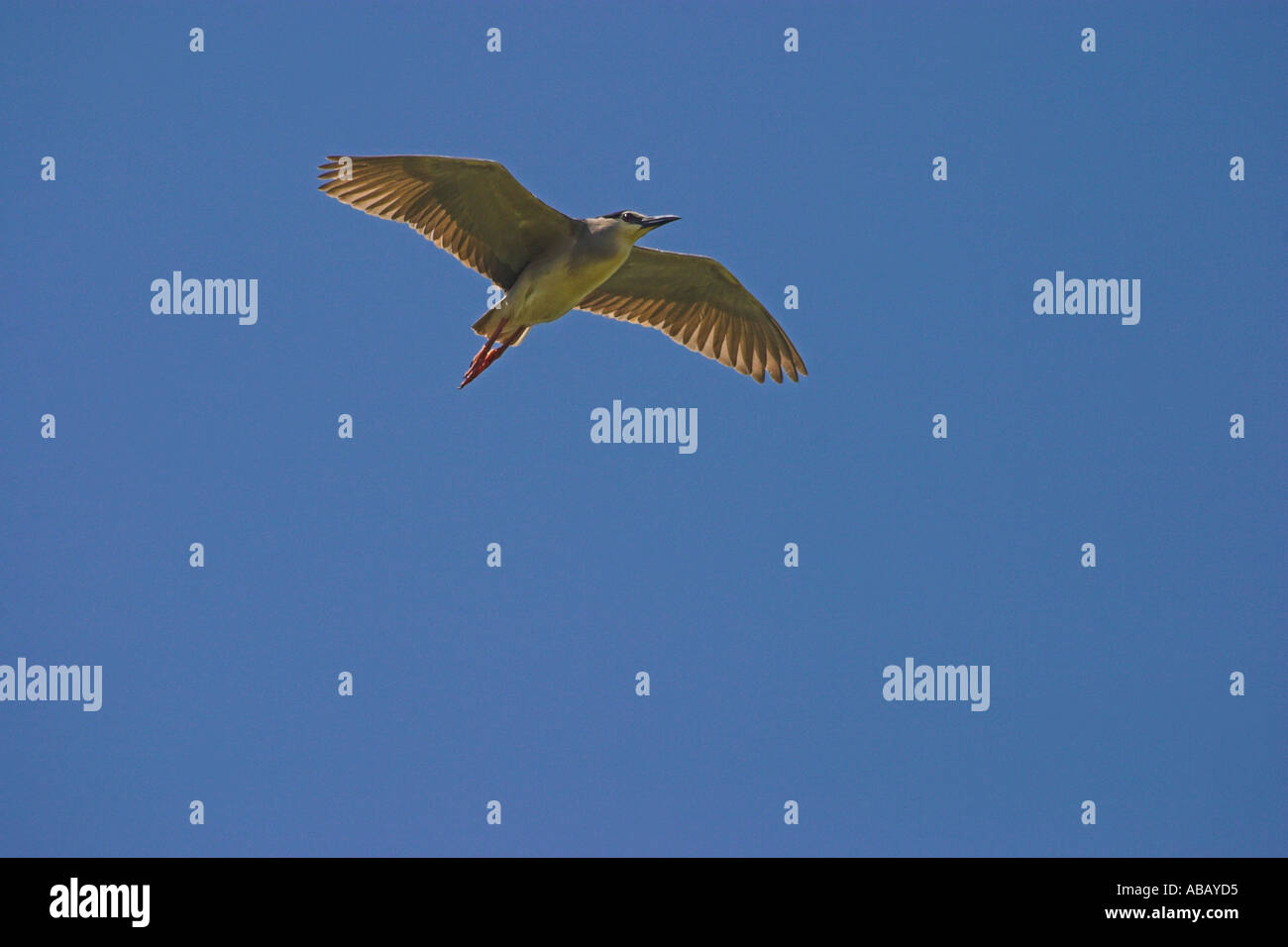 Axios Delta High Resolution Stock Photography and Images - Alamy