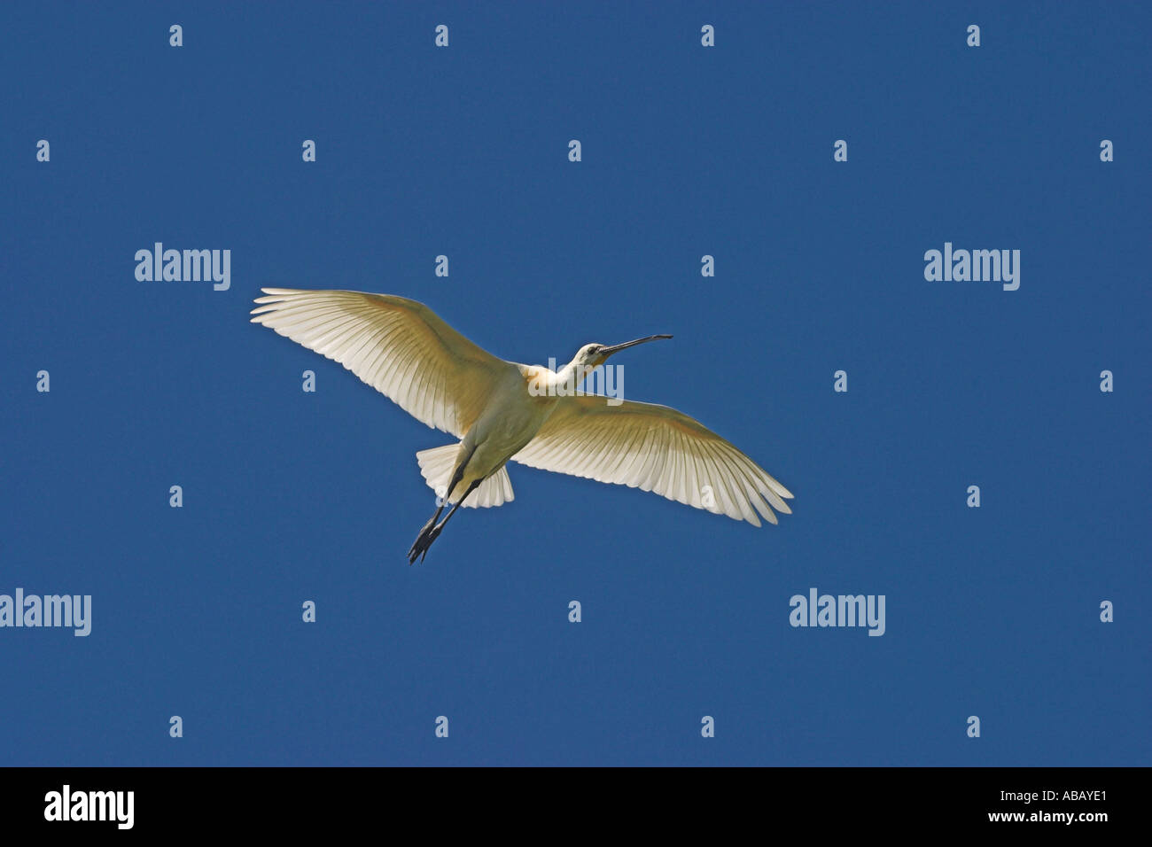 spoonbills in flight at Axios river delta,Greece Stock Photo - Alamy