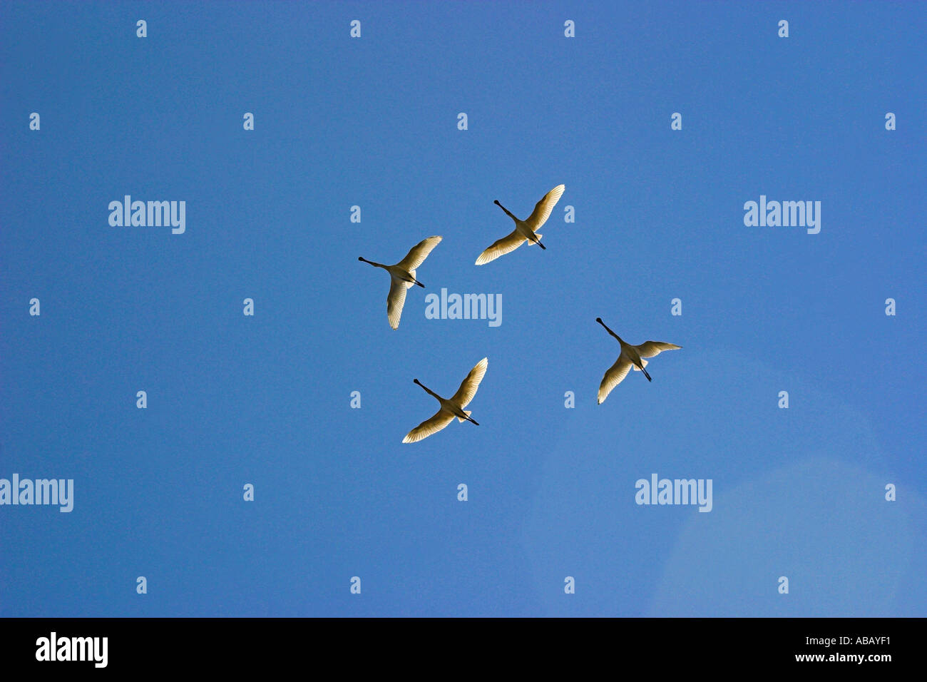 spoonbills in flight at Axios river delta,Greece Stock Photo - Alamy