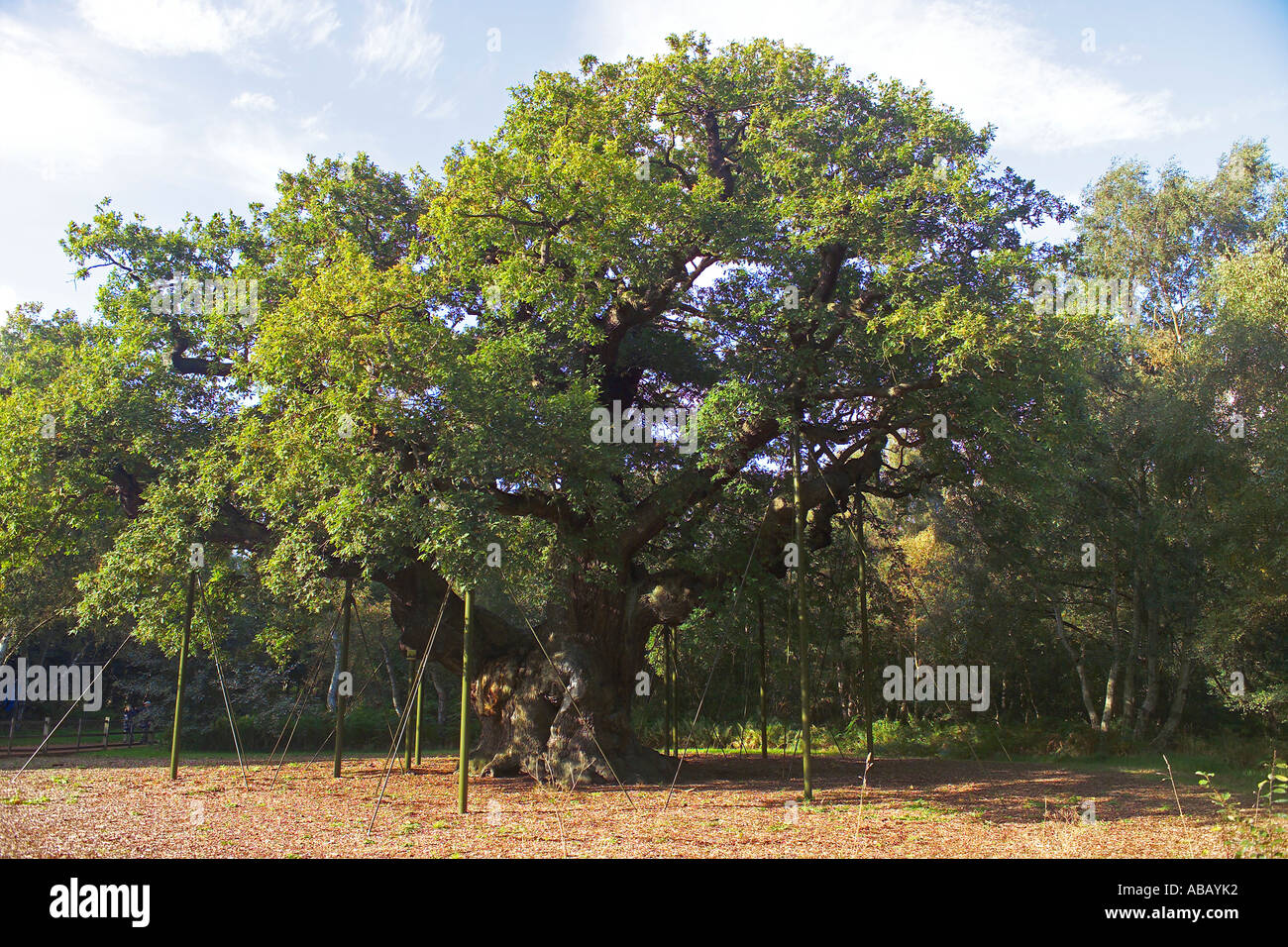 Major oak sherwood hi-res stock photography and images - Alamy