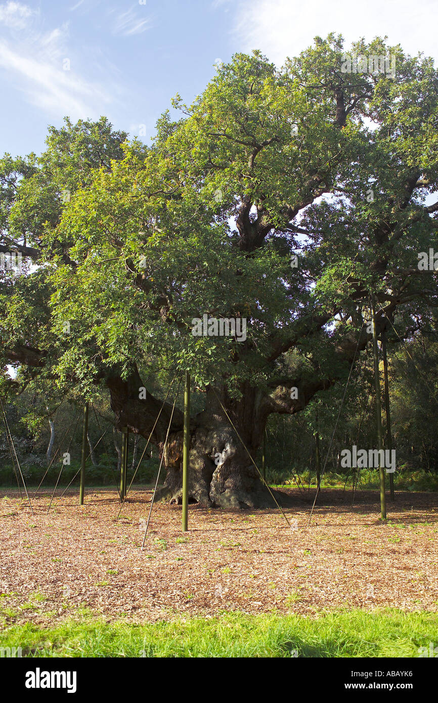 Major oak sherwood hi-res stock photography and images - Alamy