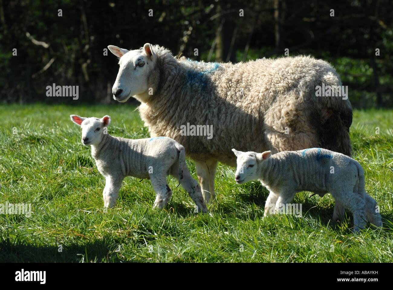 Joys of spring hi-res stock photography and images - Alamy