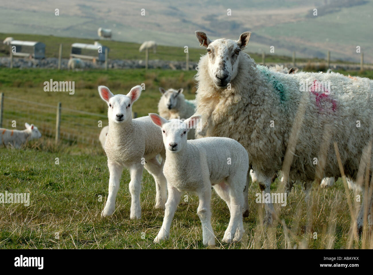 Joys of spring hi-res stock photography and images - Alamy