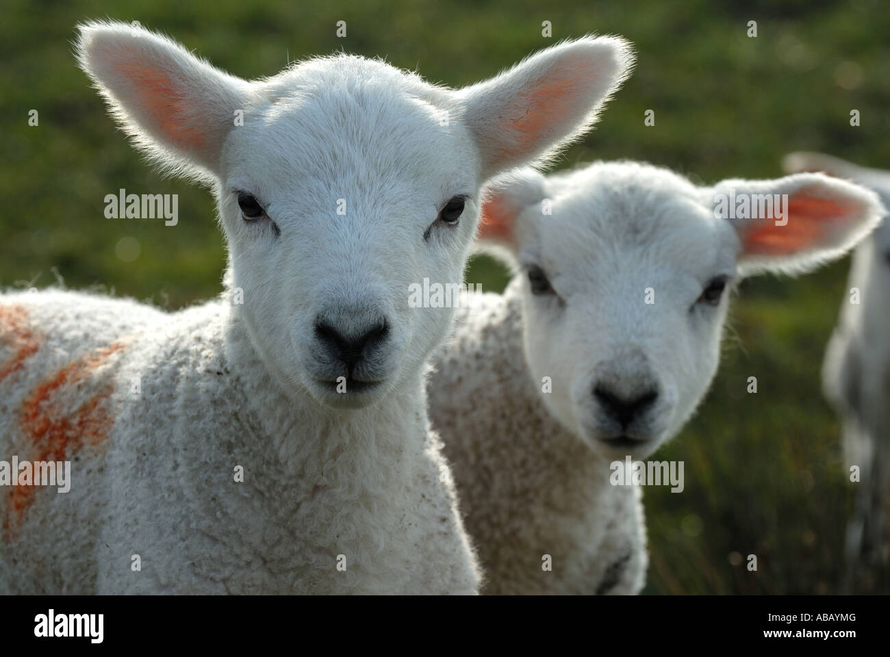 Spring lambs on a Shropshire farm, England Uk Stock Photo - Alamy