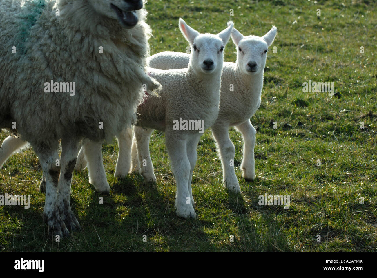 Spring lambs on a Shropshire farm, England Uk Stock Photo - Alamy