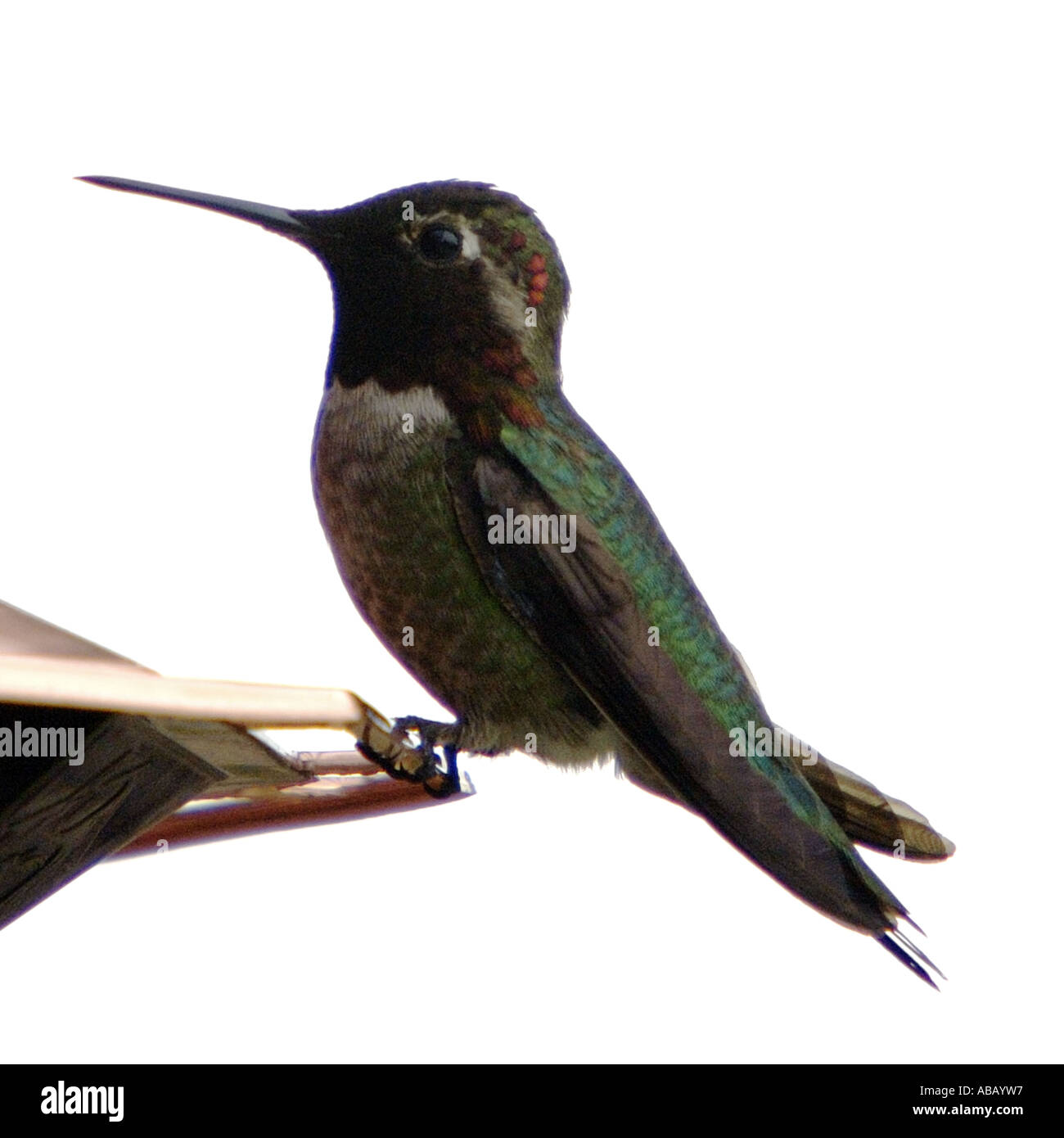 Annas hummingbird calypte anna male Cut Out Stock Images & Pictures - Alamy