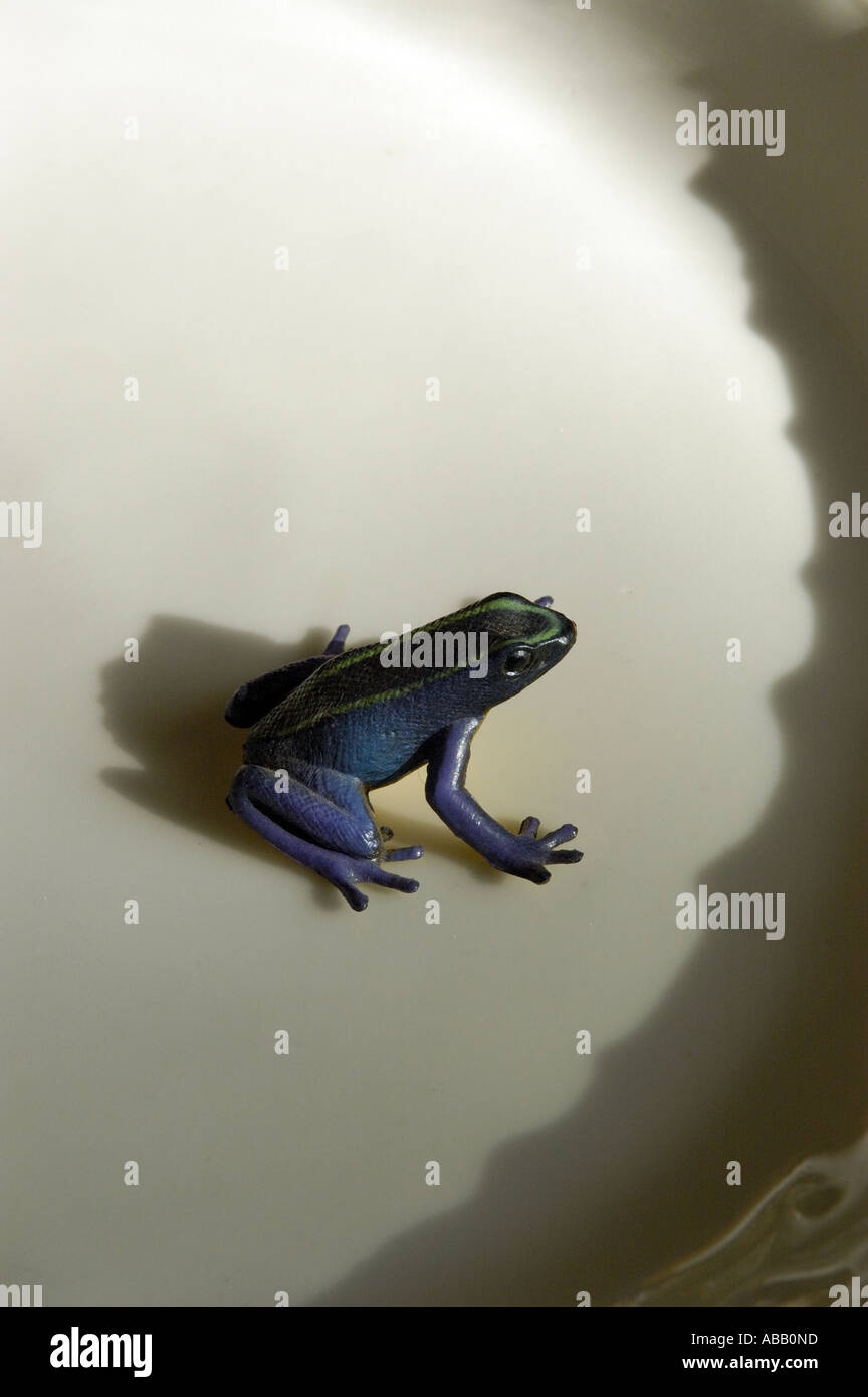 Purple poison dart frog hi-res stock photography and images - Alamy