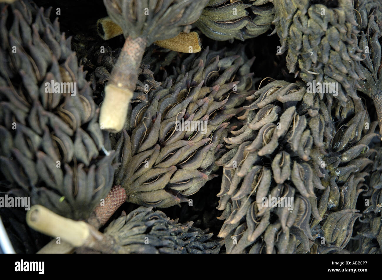 Magnolia pods hi-res stock photography and images - Alamy