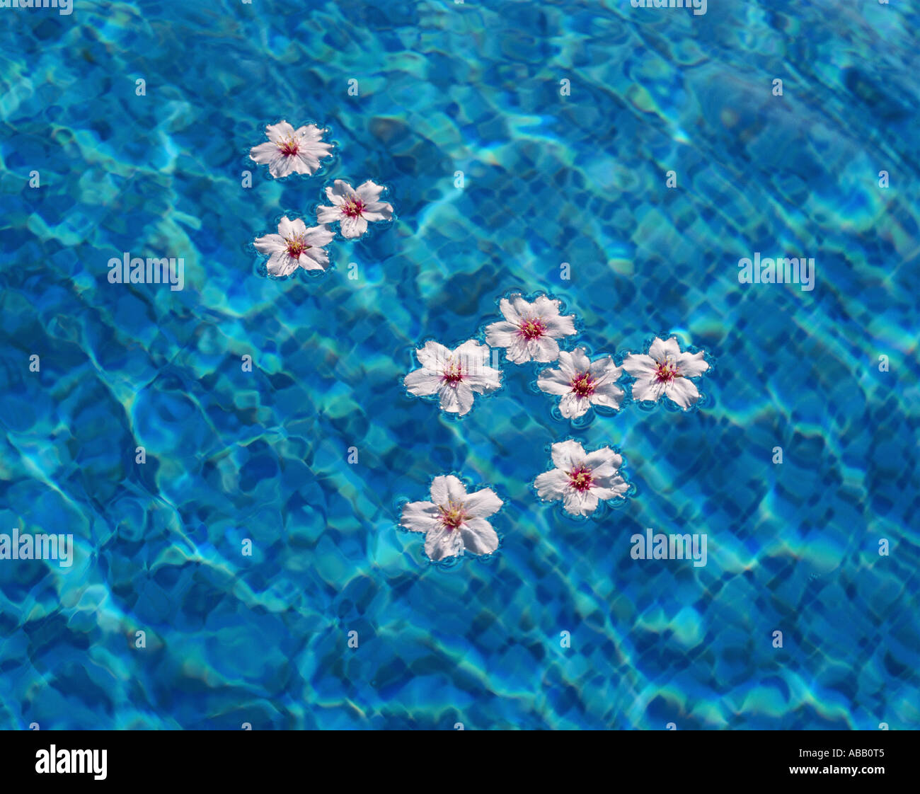Almond blossom Petals floating in Swimming Pool Stock Photo - Alamy