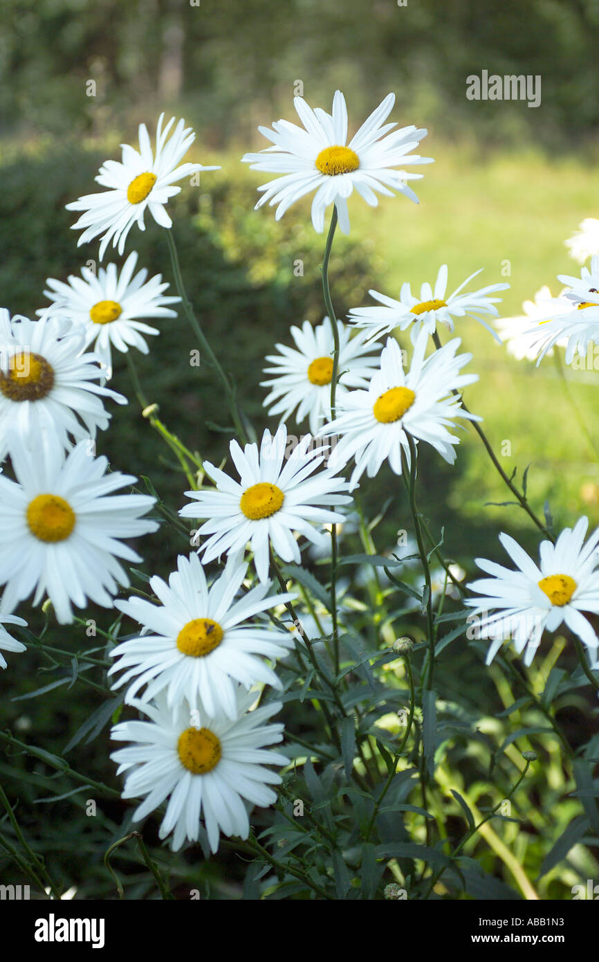 Marguerite Flowers, English Garden Stock Photo - Alamy