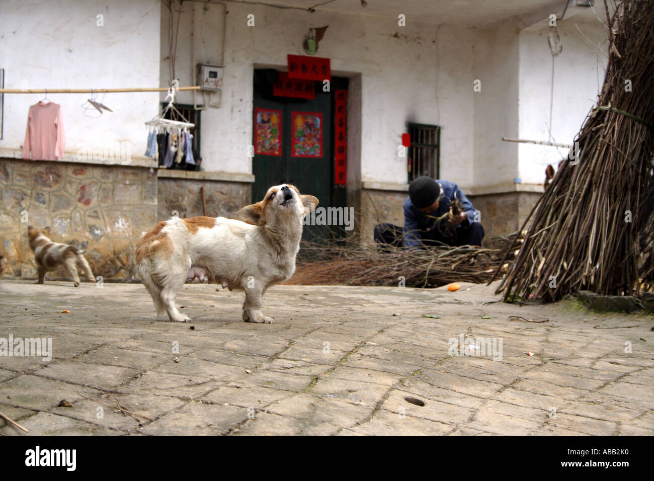 Mother Chinese Pekingese Dog Barking to Defend Puppies, Home and Owner ...
