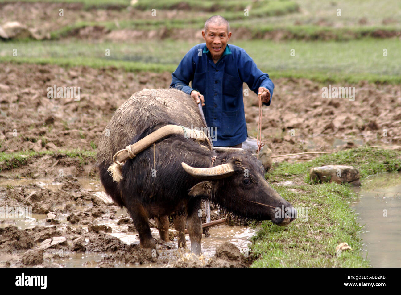 Chinese Peasant Rice Farmer and his Water Buffalo Plowing his Field ...