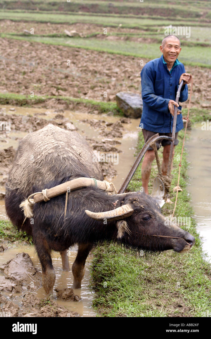 Chinese Peasant Rice Farmer and his Water Buffalo Plowing his Field ...