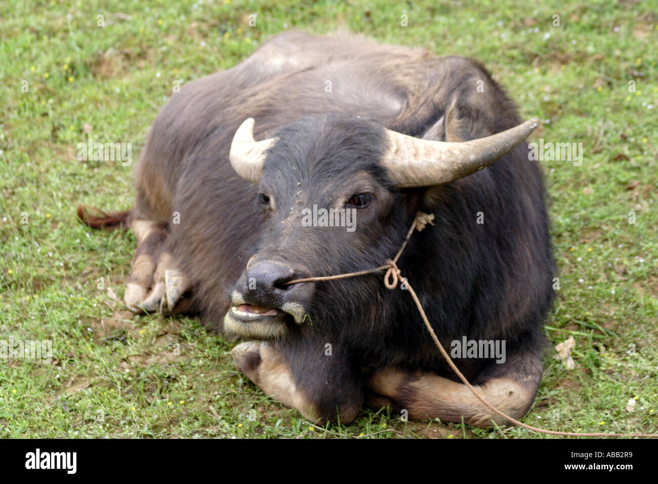 Water Buffalo Laying Down, Yangshuo, China Stock Photo - Alamy
