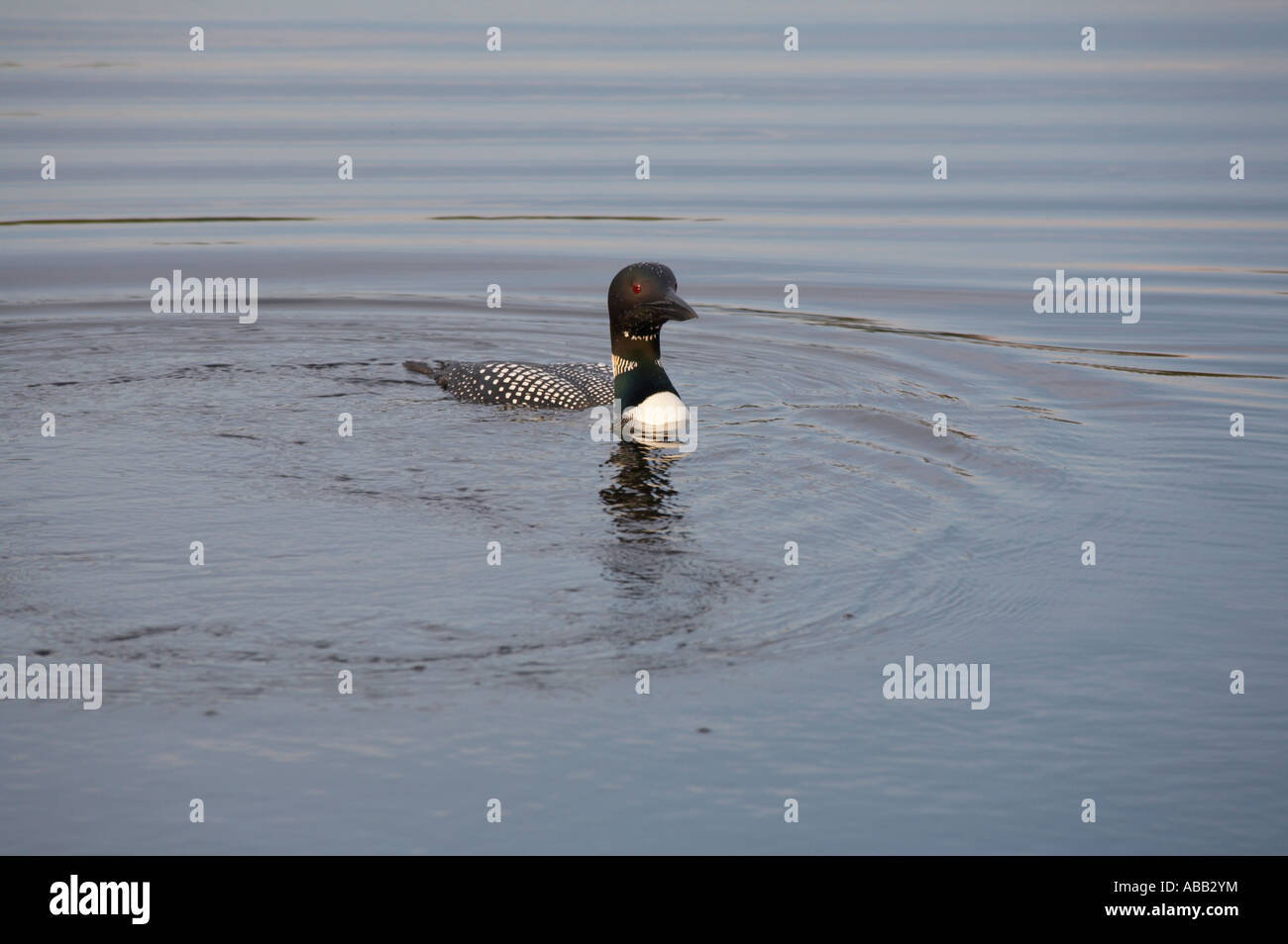 Common Loon Gavia Immer in lake in the Adirondack Mountains of New York ...