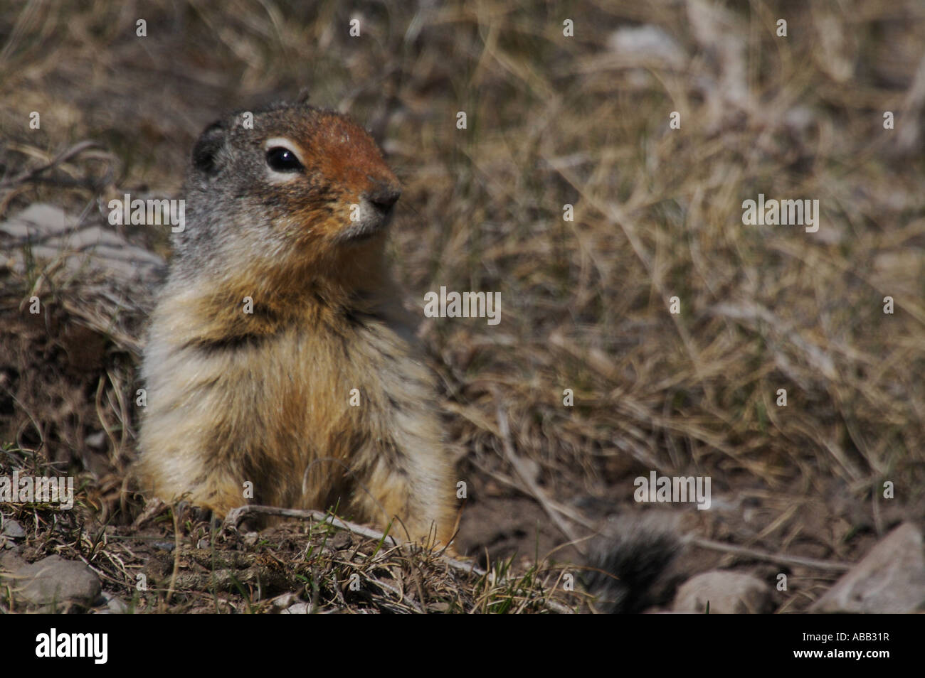 Wildlife Portrait: Prairie Dog/Gopher Stock Photo - Alamy