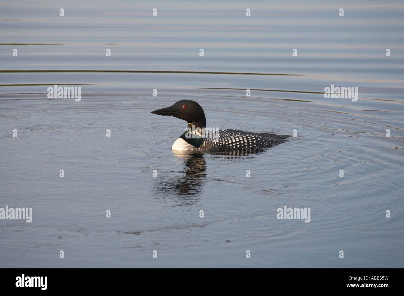 Common Loon Gavia Immer in lake in the Adirondack Mountains of New York ...