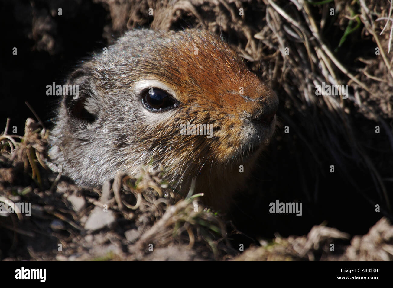 Wildlife Portrait: Prairie Dog/Gopher Stock Photo - Alamy