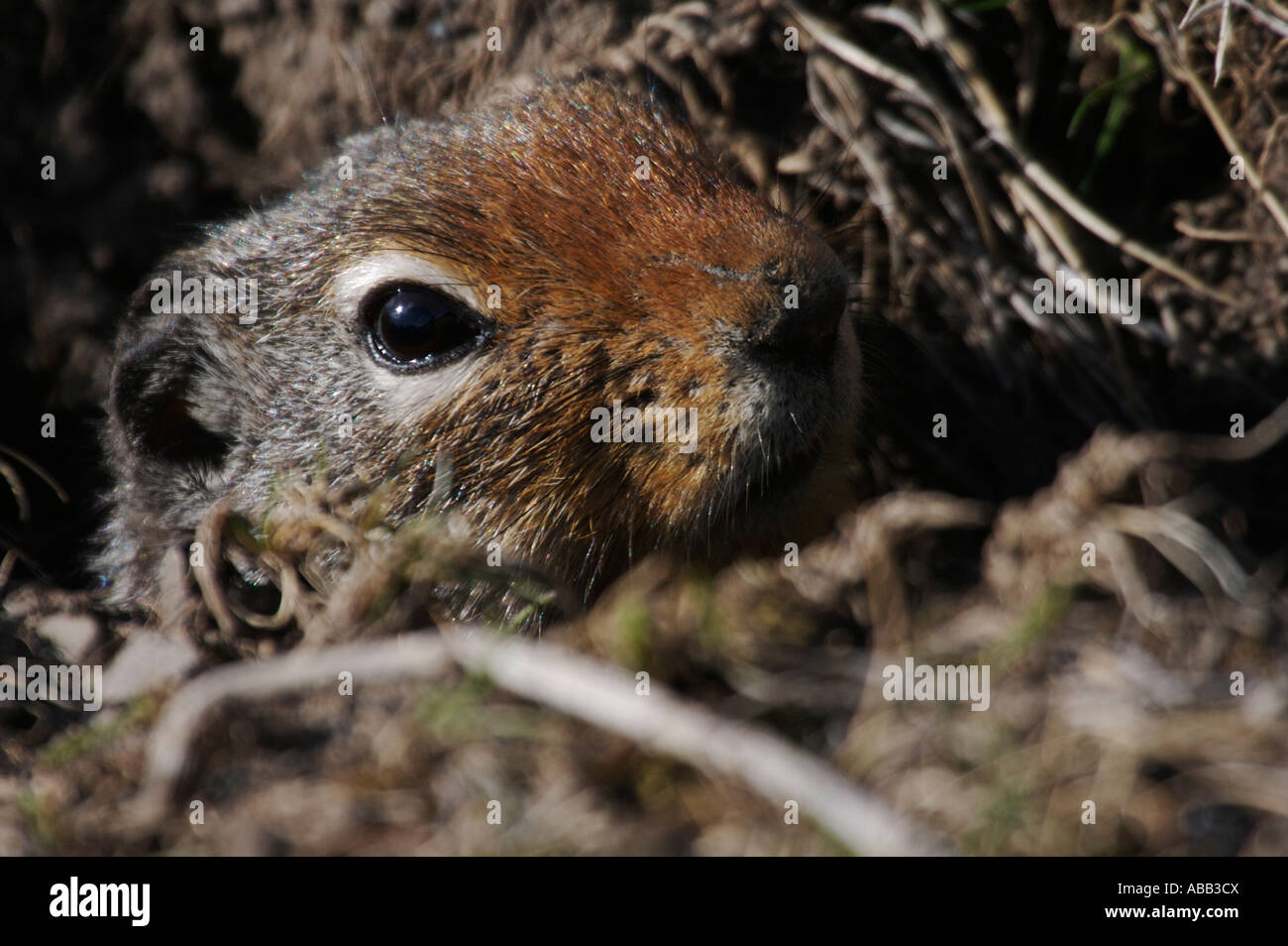 Wildlife Portrait: Prairie Dog/Gopher Stock Photo - Alamy