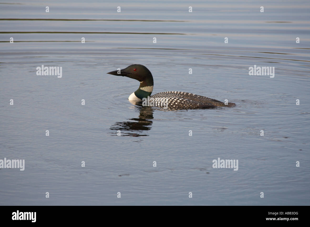 Common Loon Gavia Immer in lake in the Adirondack Mountains of New York ...